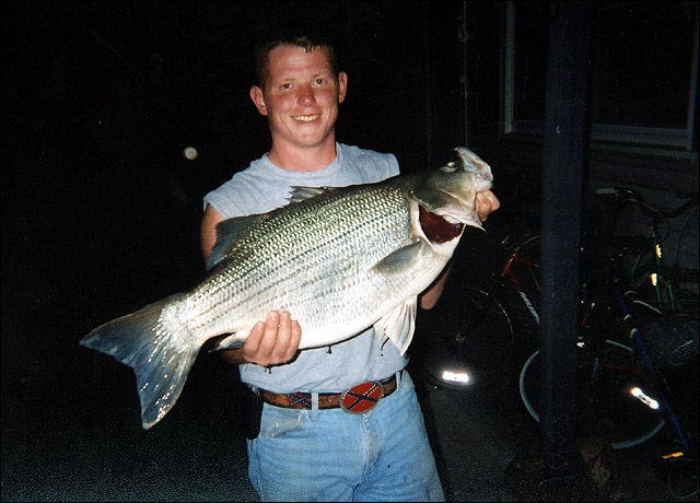 Eudora angler lands record wiper at Perry Lake | News, Sports, Jobs ...
